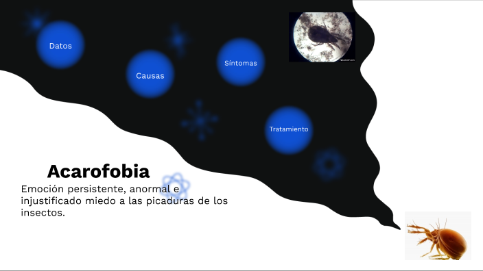 Acarofobia by Valentina Jesús Lagos Lagos on Prezi