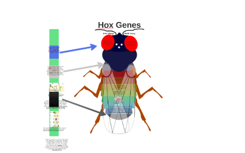 Hox Genes by A Lstn on Prezi