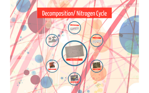 Decomposition/ Nitrogen Cycle by Reed Bennett on Prezi