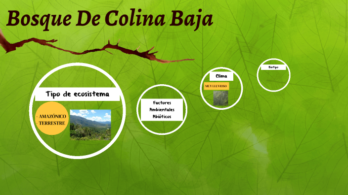 BOSQUE COLINA BAJA by robert salazar ventura on Prezi