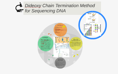 Dideoxy Chain Termination Method for Sequencing DNA by Arely Martinez ...