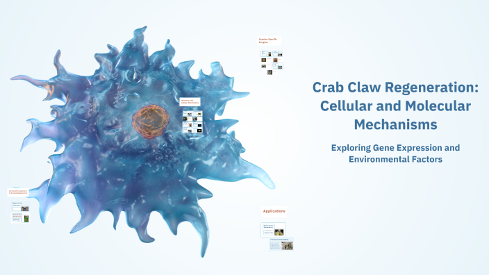 Crab Claw Regeneration: Cellular and Molecular Mechanisms by Aych Ryley ...