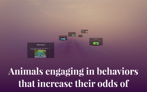 Animals engage in behaviors that increase their odds of repr by Gillian ...
