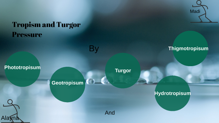 Difference of Tropims and Turgor Pressure by ALAYNA BENNETT on Prezi Difference of Tropims and Turgor Pressure by ALAYNA BENNETT on Prezi