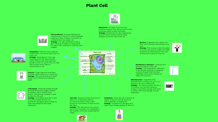 Plant Cell Analogy by Dylan Isbell on Prezi