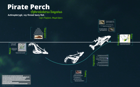 Pirate Perch by Abigail Spiers on Prezi