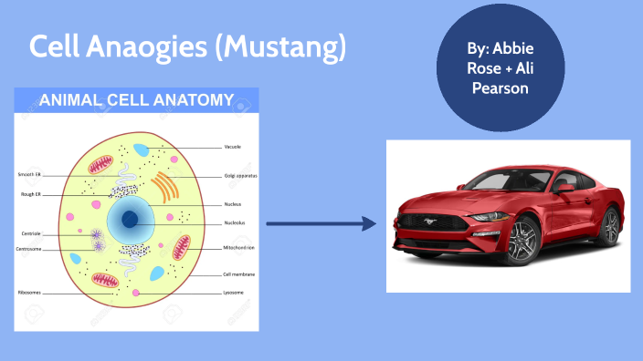 Cell Analogies by Abigail Rose on Prezi