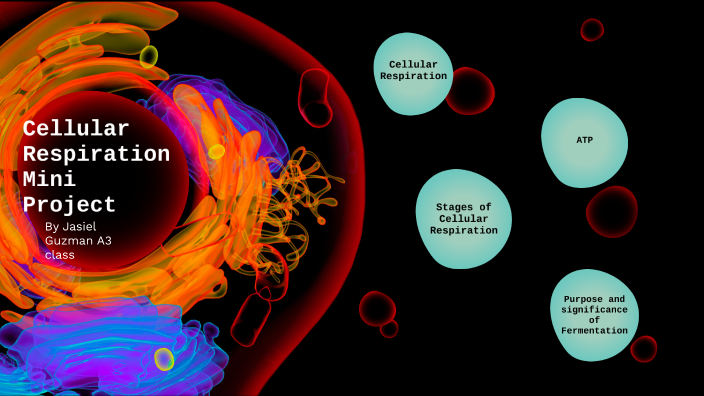 Cellular Respiration Mini Project by Jasiel Guzman on Prezi