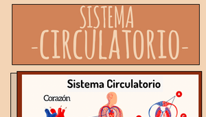 infografia Sistema Circulatorio by on Prezi Design