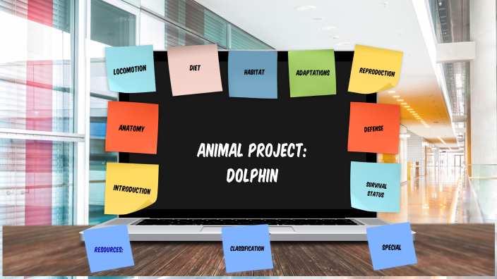 Animal Project-Dolphin by Grace Negron Herrera on Prezi