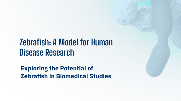 Zebrafish: A Model for Human Disease Research by Sofia Nikouli on Prezi