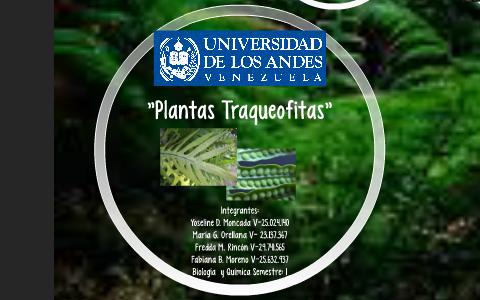 "Plantas Traqueofitas" by on Prezi