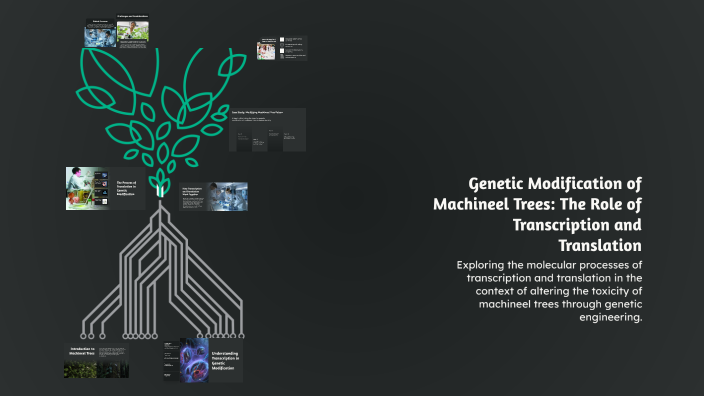Genetic Modification of Machineel Trees: The Role of Transcription and ...