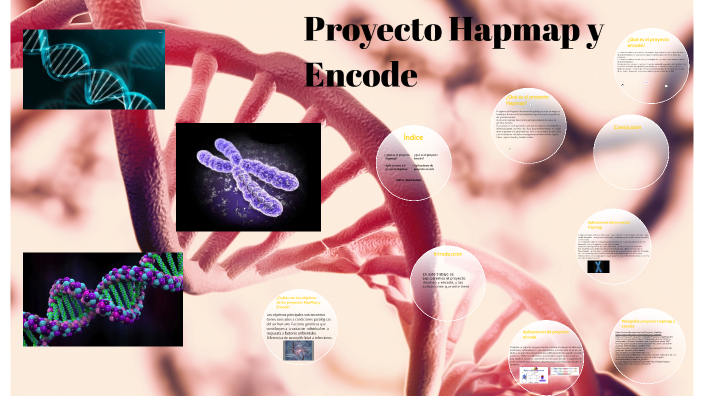 Proyecto Hapmap y Encode by Blessing James on Prezi