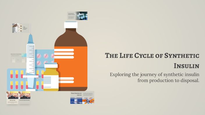 The Life Cycle of Synthetic Insulin by Honora Finn on Prezi