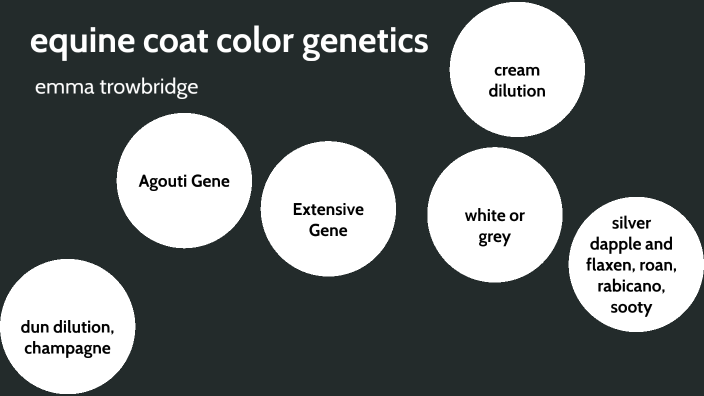 EQUINE COAT COLOR GENETICS- Emma Trowbridge by emma trowbridge on Prezi
