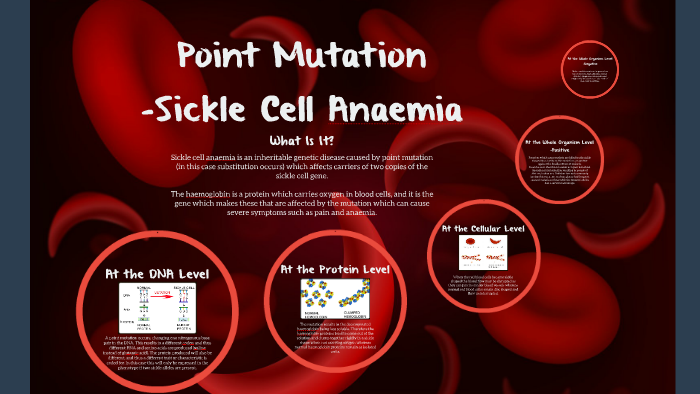 Point Mutation -Sickle Cell Anaemia by Kelly Feng on Prezi