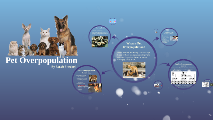 Pet Overpopulation by Sarah Sheckell on Prezi