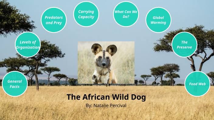 Save a Species- African Wild Dog by Natalie Percival on Prezi