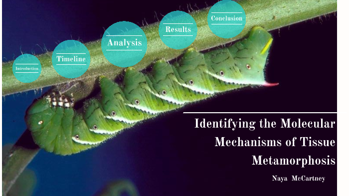 Identifying the Molecular Mechanisms of Tissue Metamorphosis by Naya ...