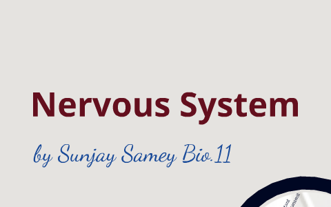 Nervous System by Sunjay Samey on Prezi