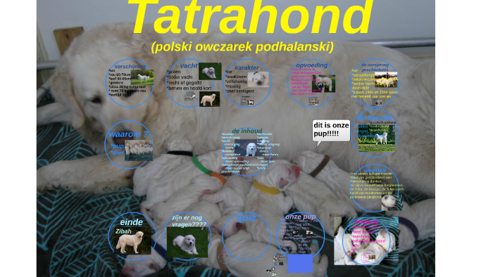 tatrahond by hester van dijk on Prezi