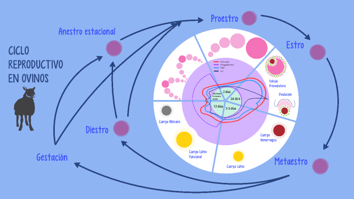 Ciclo estral ovinos by Luis Trejo on Prezi
