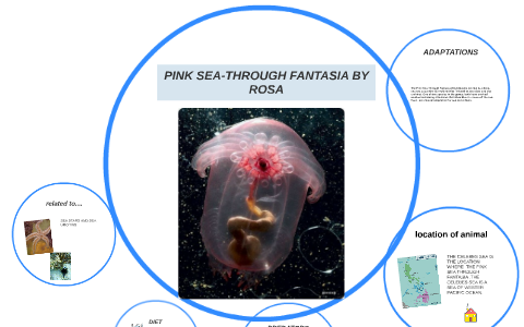 PINK SEA-THROUGH FANTASIA by rosa rangel on Prezi
