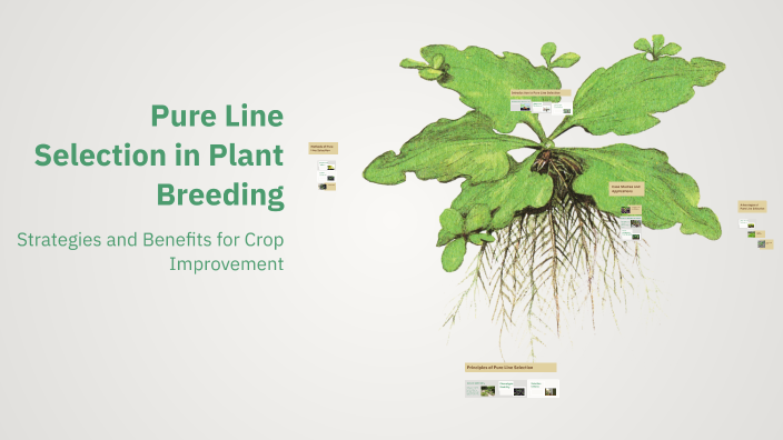 Pure Line Selection in Plant Breeding by Rahul R on Prezi