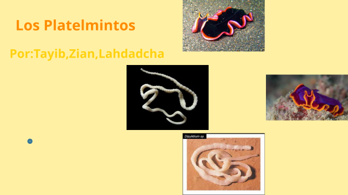 Los Platelmintos by TaYiB_ zL on Prezi