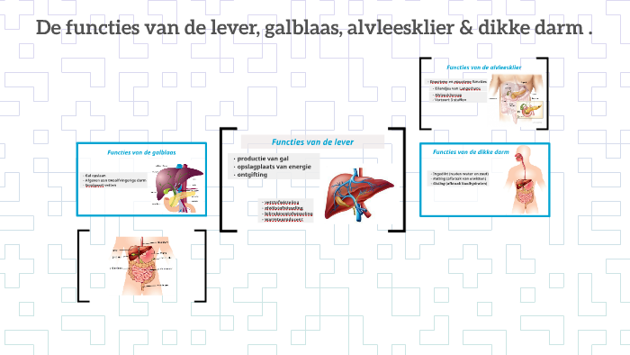 De functies van de lever, galblaas, alvleesklier & dikke dar by Charly ...