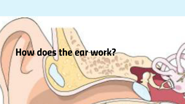 How does the ear work? by Brooke Elliott