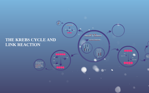 The Link Reaction and The Krebs Cycle A2 Biology - Respiration by ...