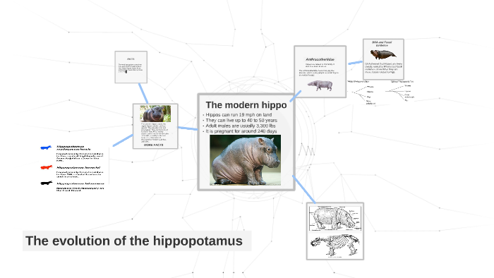 THE EVOLUTION OF HIPPOPOTAMUS by Melanie Smith on Prezi