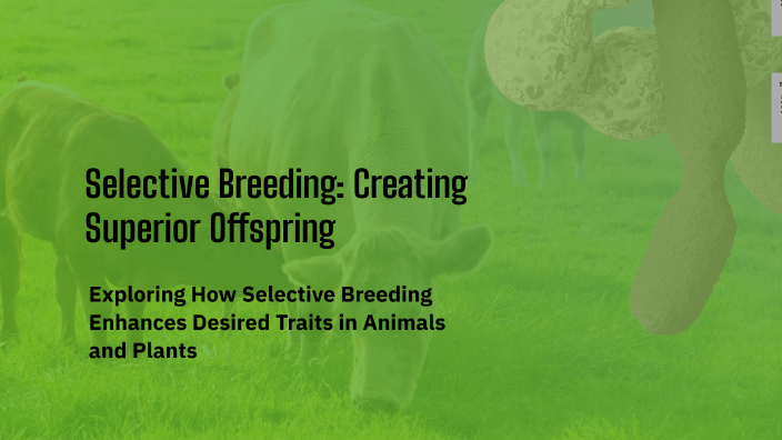 Selective Breeding: Creating Superior Offspring by lojain Alaa on Prezi