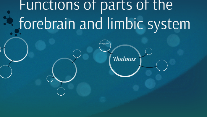 Functions of parts of the forebrain and limbic system by lex w on Prezi