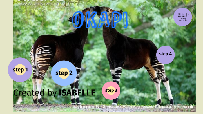 OKAPI PRESENTATION by Isabelle Odia on Prezi