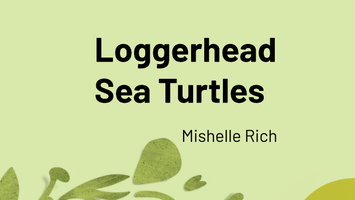 Fascinating Facts About Loggerhead Sea Turtles by Mishelle Rich on Prezi