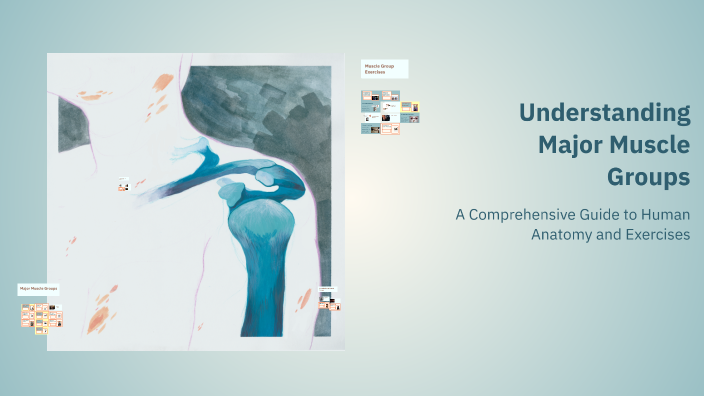 Understanding Major Muscle Groups by 29 SILVANO Vian Cathlene E on Prezi