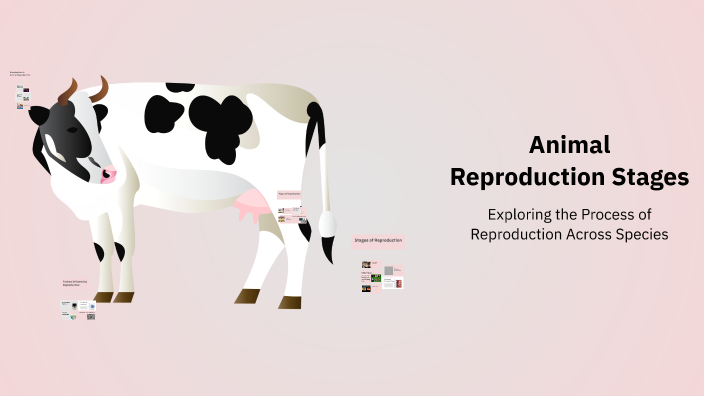 Animal Reproduction Stages by Stacy Wainscott on Prezi