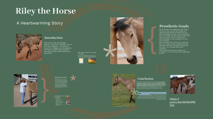 Riley the Horse by Ivanna Scott on Prezi