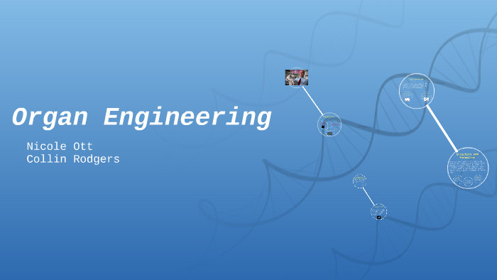 Organ Engineering by Collin Rodgers