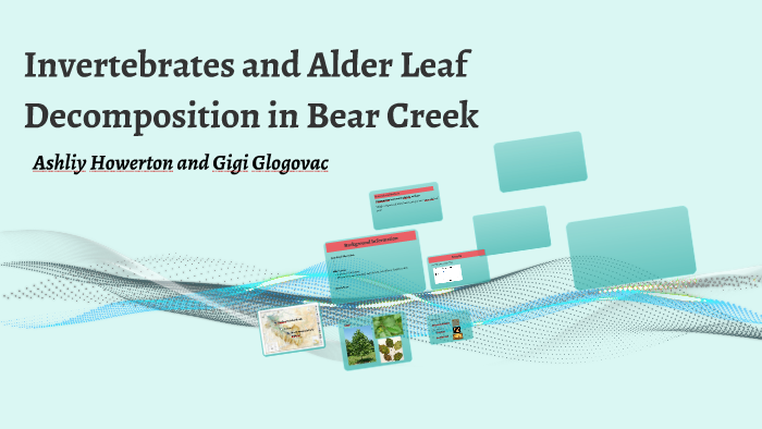 Invertebrates and Alder Leaf Decomposition in Bear Creek by Gigi ...