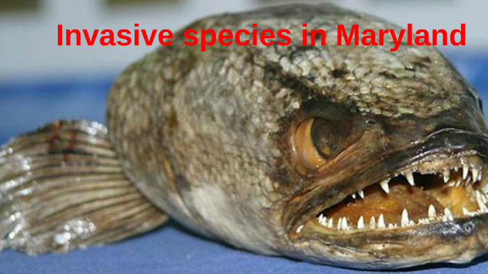 Invasive species in Maryland by kyle primeaux on Prezi
