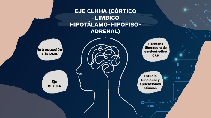 EJE CLHHA (CÓRTICO -LÍMBICO HIPOTÁLAMO-HIPÓFISO-ADRENAL) by Flor de ...