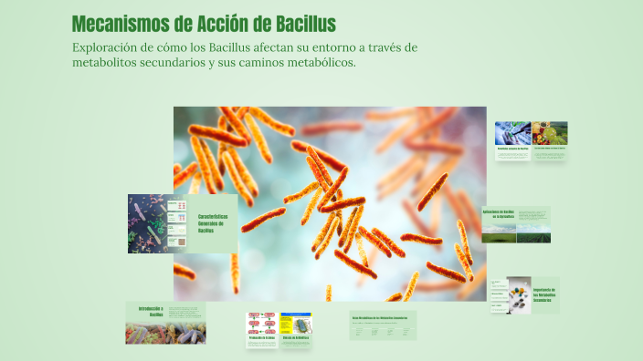 Mecanismos de Acción de Bacillus by Brenda Zulema Guerrero on Prezi