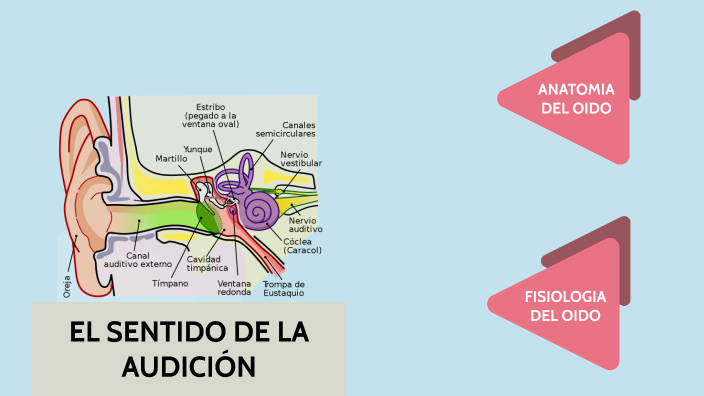 EL SENTIDO DE LA AUDICION by Samuel Salazar on Prezi