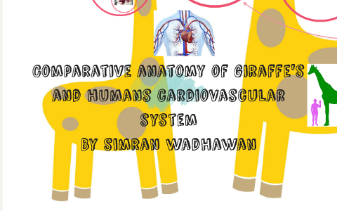 Comparative anatomy of giraffe's and humans cardiovascular s by Simran ...