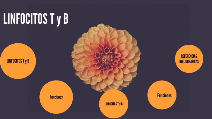 Linfocitos T y B by Eldy Jannira Rodriguez Balvin on Prezi