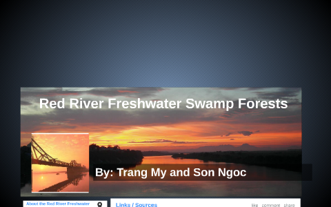 Red River Freshwater Swamp Forests by My Ngo